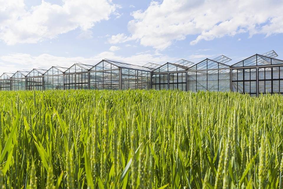 SG's Visvires New Protein invests in Ynsect's $125m Series C round